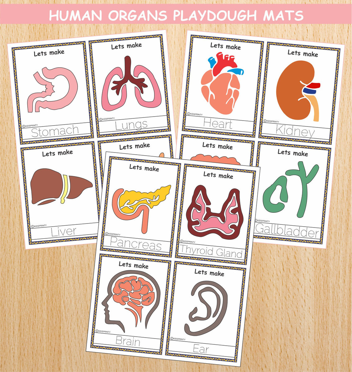 Human Organs Play Dough Mats (12 Visual Cards) – Kids Printy
